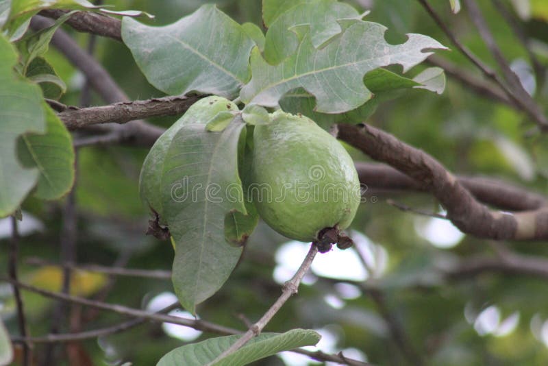 Guava Fruit on a Tree Branch Stock Photo - Image of natural, farmland ...