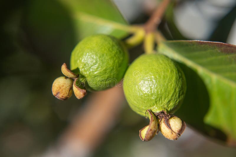 Guava fruit on a tree stock photo. Image of fruit, green - 304005356
