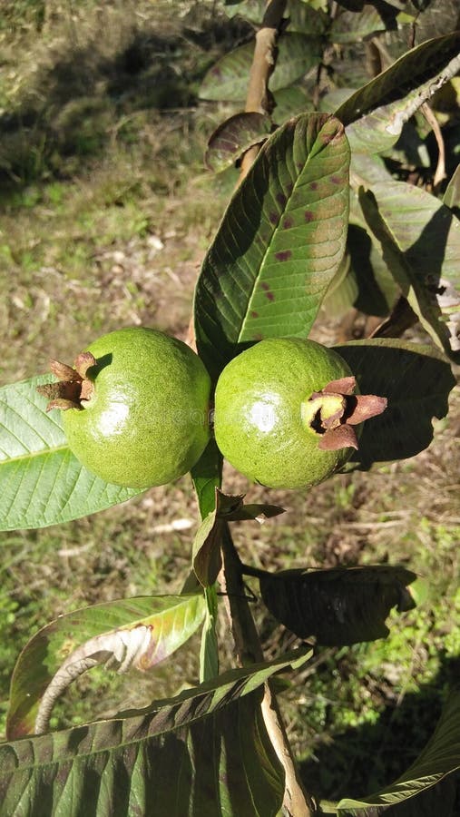Guava fruit on the tree stock photo. Image of tree, guava - 169156038