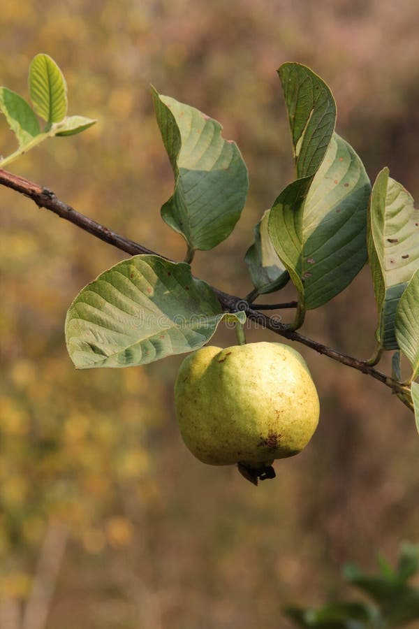 Guava fruit on the tree. stock image. Image of branch - 155590993