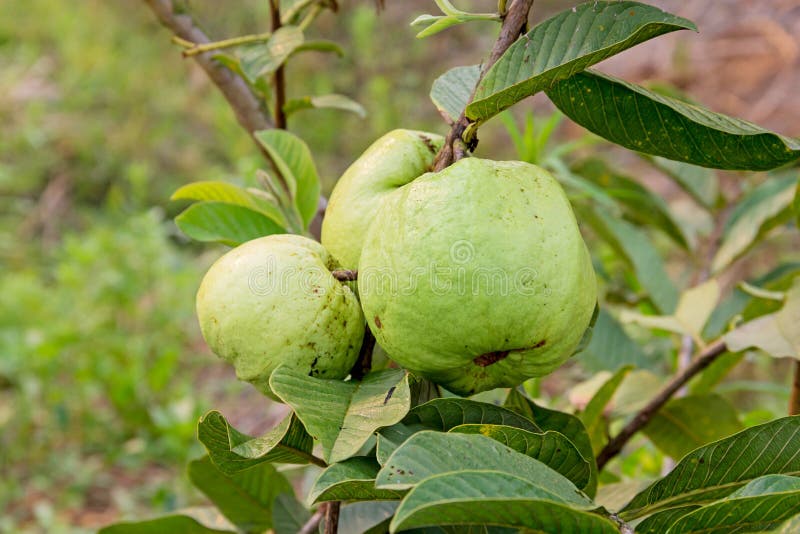Guava (Psidium guajava) stock image. Image of ripe, tropical - 3540607