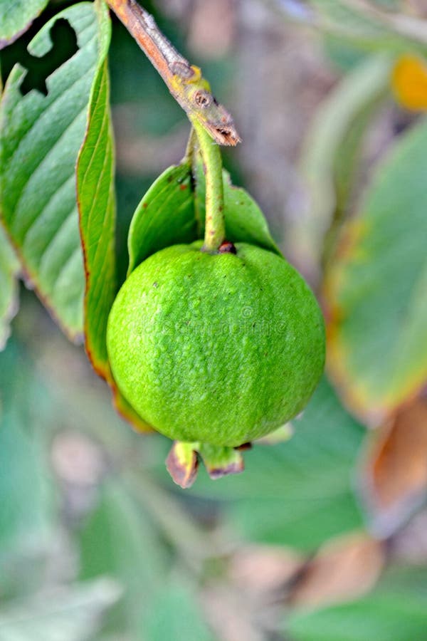 Guava Fruit (Psidium Guajava) Stock Photo - Image of health, tree: 45415752