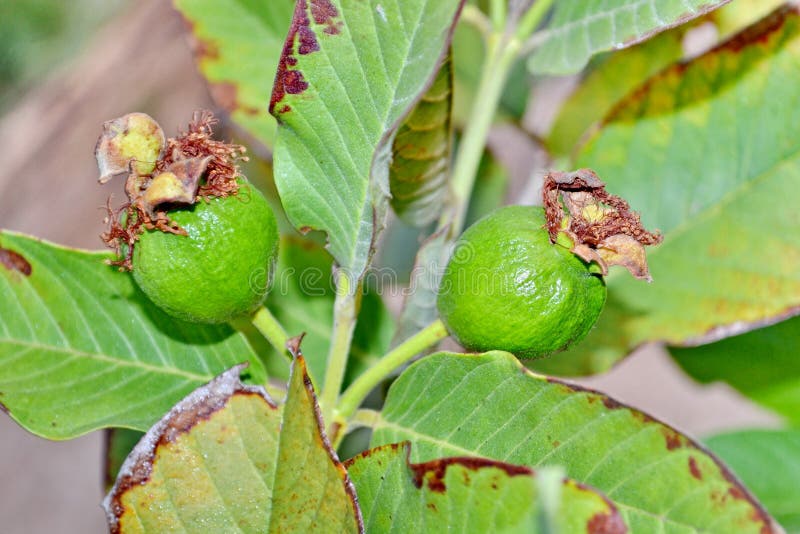Guava fruit on the tree stock photo. Image of healthy - 67394760