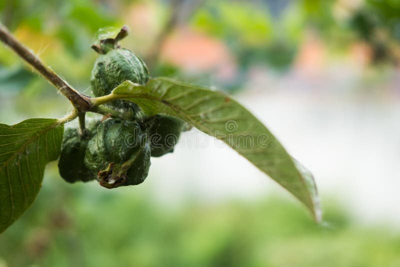 Guava fruit on the tree stock photo. Image of farm, vitamin - 147349220