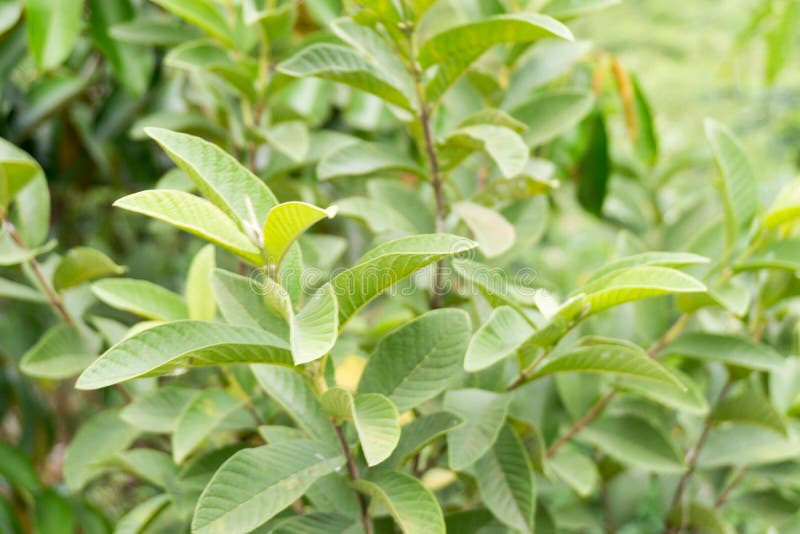 Guava fruit tree tropical stock image. Image of fruit - 89641823