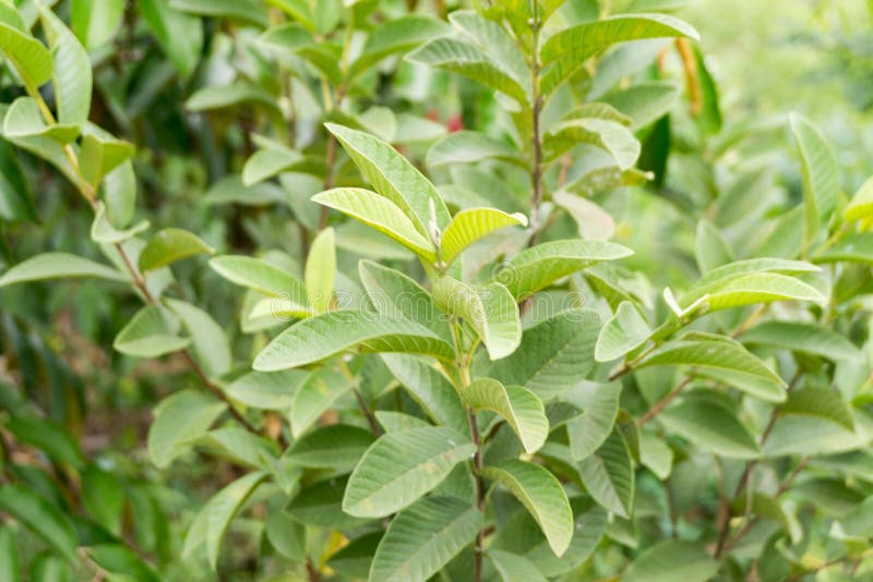 Guava fruit tree tropical stock image. Image of tree - 89641841