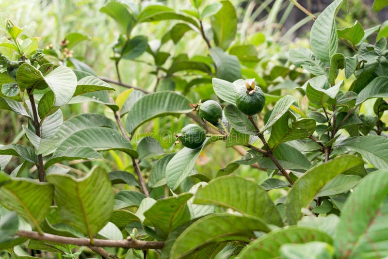 Guava fruit tree stock photo. Image of tropical, guava - 89642206
