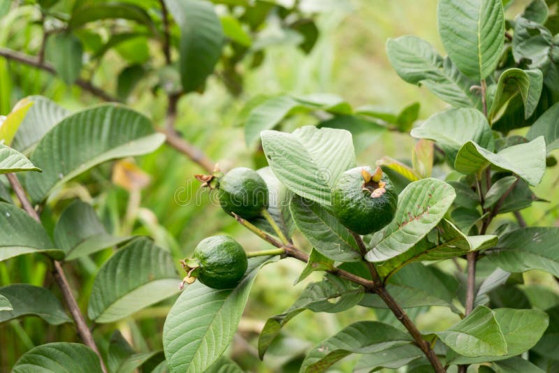 Guava fruit tree stock photo. Image of philippines, tree - 89642378