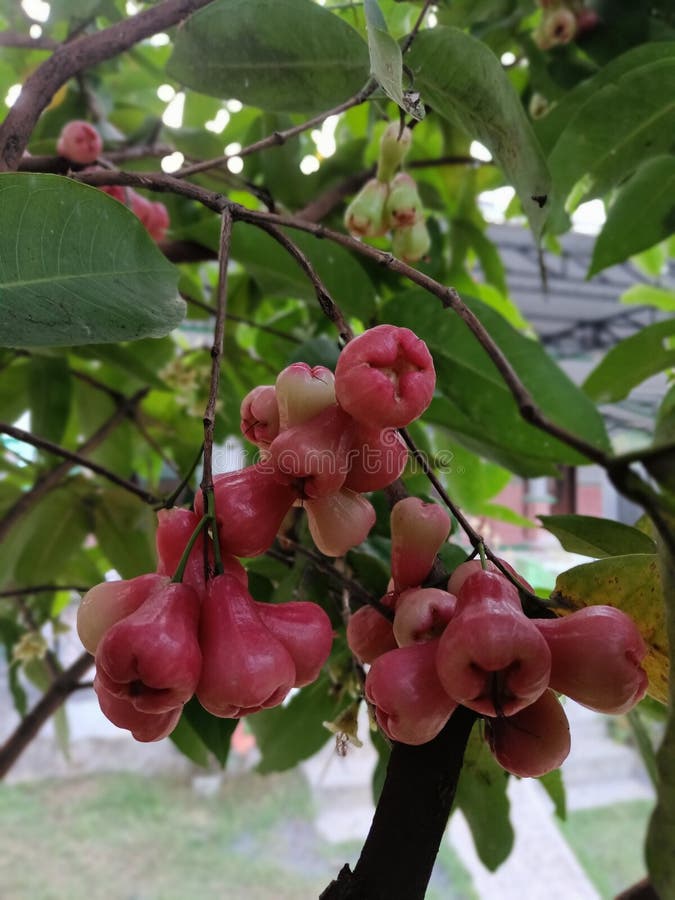 Fresh Guava Fruit, Great for Sweet Salad Stock Image - Image of salad ...