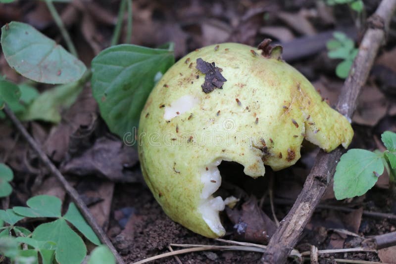 Flies at the rotten fruit stock photo. Image of fruit - 6014596