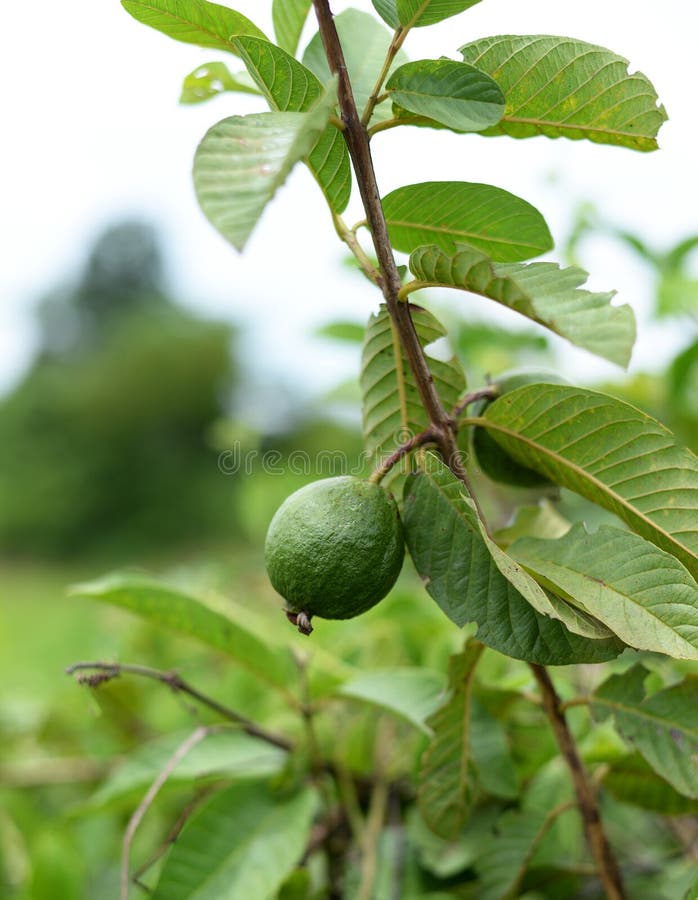 Guava fruit stock photo. Image of green, vitamin, wood - 99401564