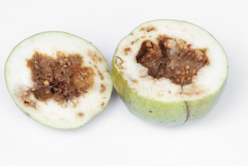 520 Insect Guava Stock Photos - Free & Royalty-Free Stock Photos from ...