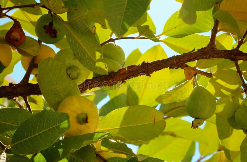 Guava fruits on branches stock image. Image of plant - 257177889