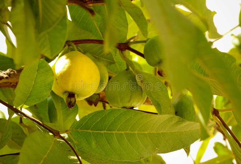 Guava fruits on branches stock photo. Image of growing - 257177894