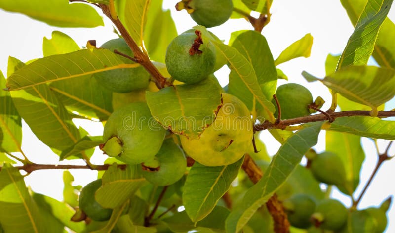 Guava fruits on branches stock photo. Image of plant - 257177896