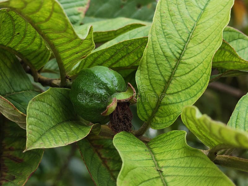 Guava fruits bunch on tree stock photo. Image of guava - 340639094
