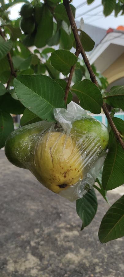 752 Insect Guava Stock Photos - Free & Royalty-Free Stock Photos from ...