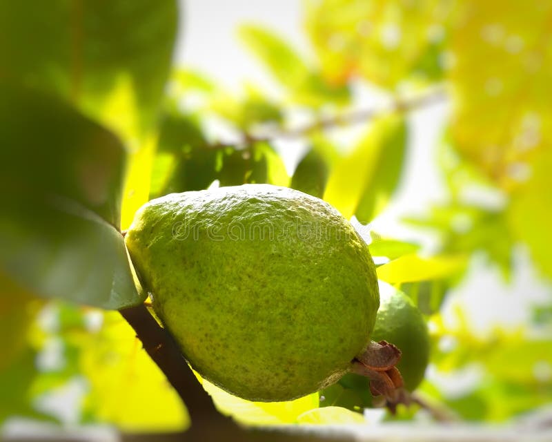 Guava fruits on the tree stock image. Image of sunlight - 267160965