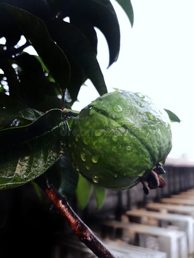 The Guava Full with the Raindroops Stock Image - Image of flower, green ...