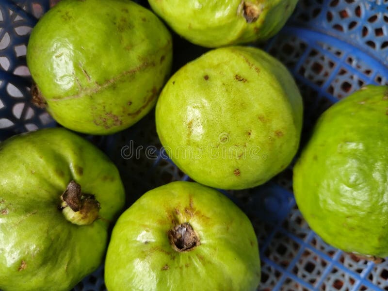 Guava stock image. Image of fruit, green, guava, fresh - 255709301