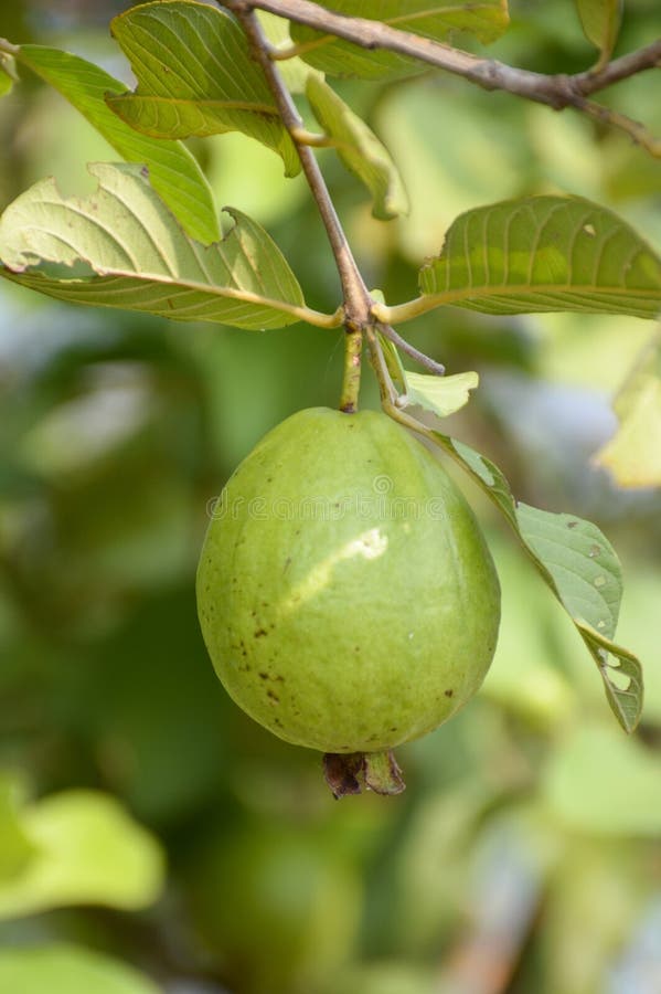 Guava Plantation stock image. Image of plantation, organic - 35900197
