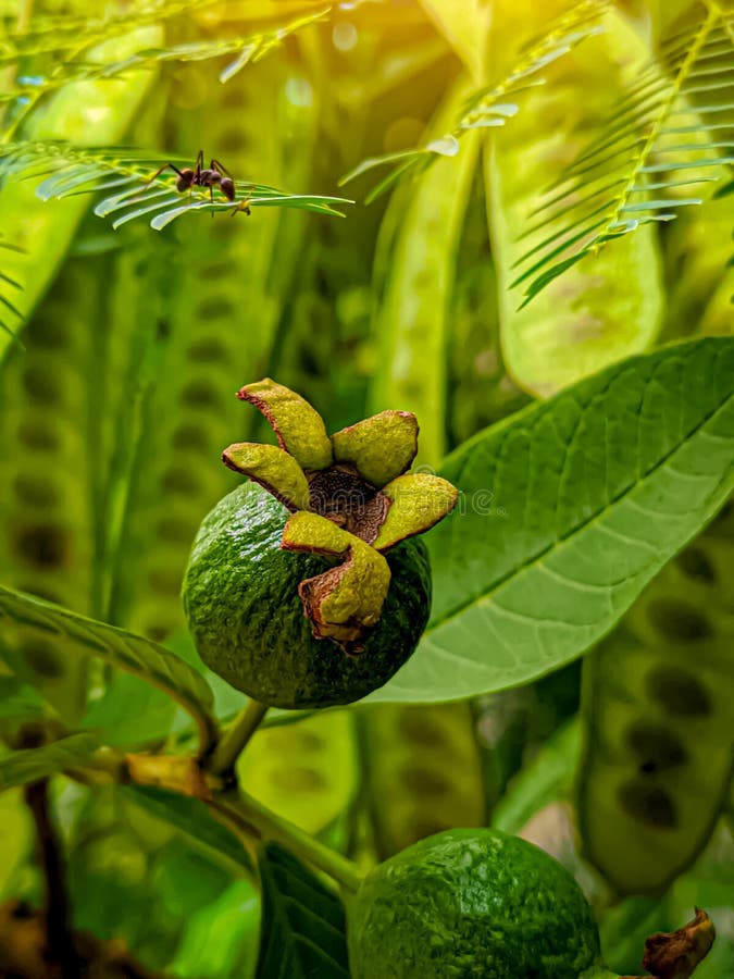Guava stock image. Image of insect, fruit, flower, yellow - 223498731