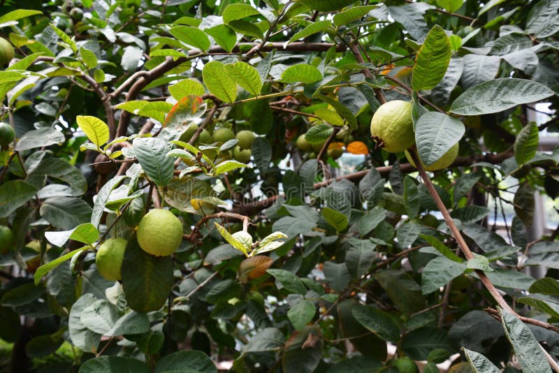 Guava stock photo. Image of tropical, shrub, japan, guava - 99174368