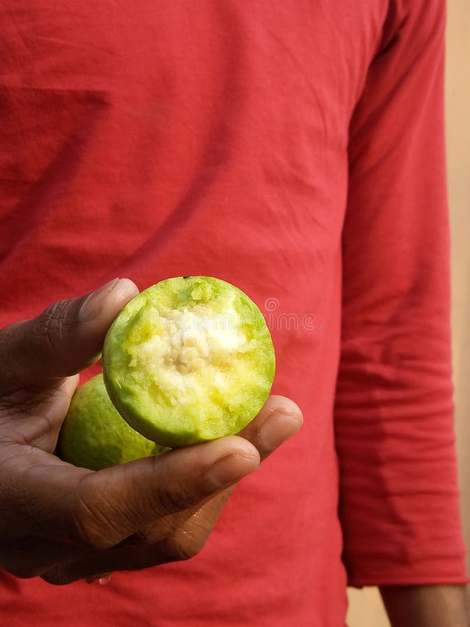Guava stock image. Image of dream, dreamstime, trees - 106576933