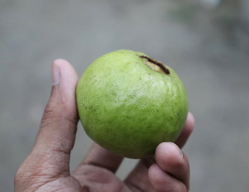 Guava on Hand. Close Up Hand Holding Guava Fruit Stock Image - Image of ...