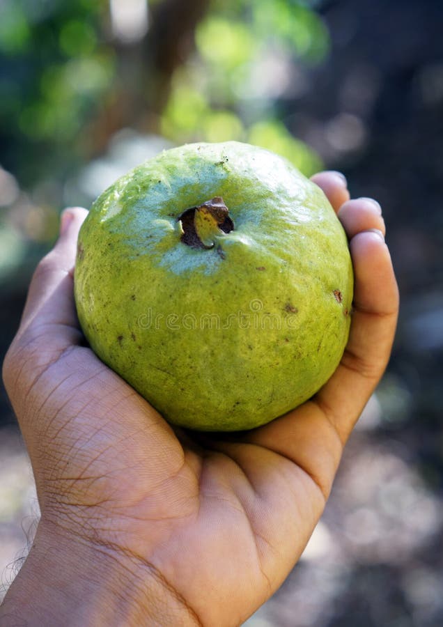 Guava in hand stock photo. Image of blur, green, feed - 84319488