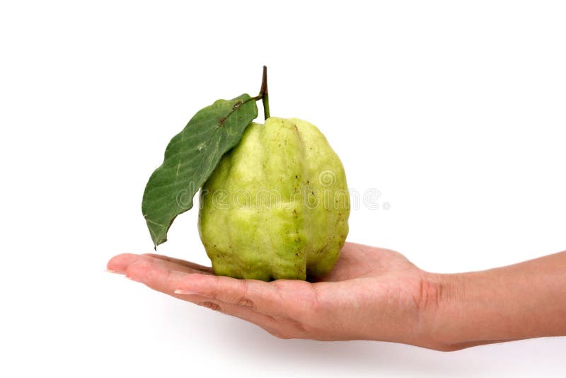 658 Guava Hand Stock Photos - Free & Royalty-Free Stock Photos from ...
