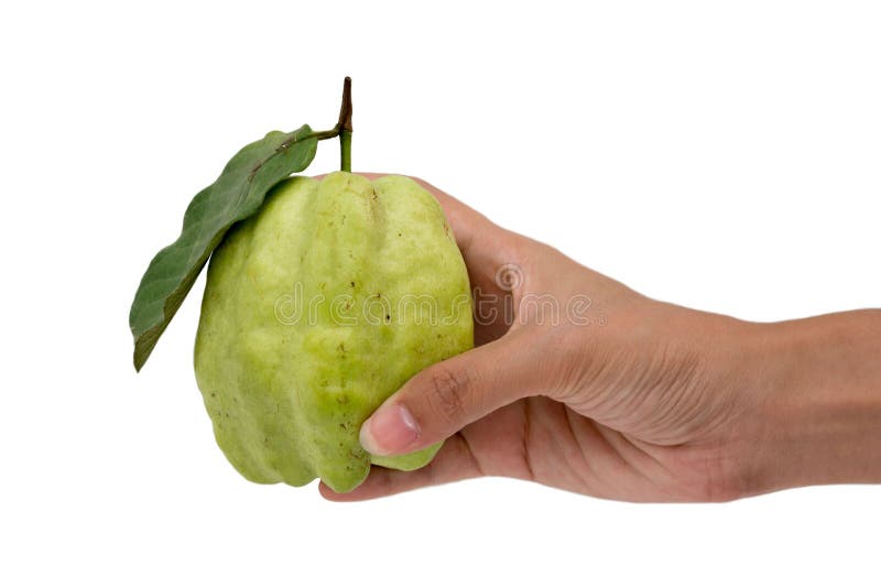 658 Guava Hand Stock Photos - Free & Royalty-Free Stock Photos from ...