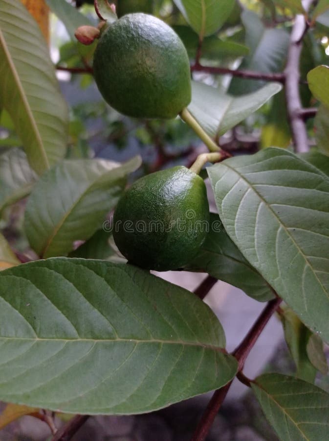 Guava Has Various Benefits for the Human Body Stock Photo - Image of ...