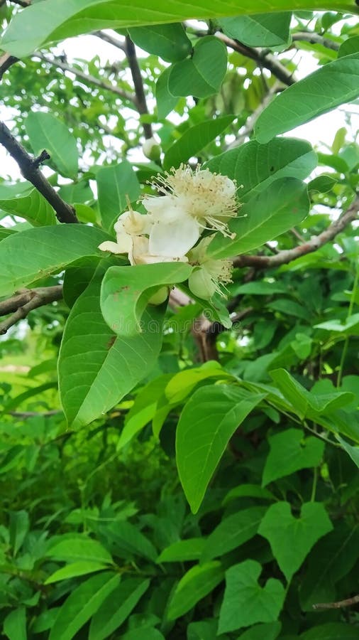 Nice Nutare Background Green Color Stock Photos - Free & Royalty-Free ...