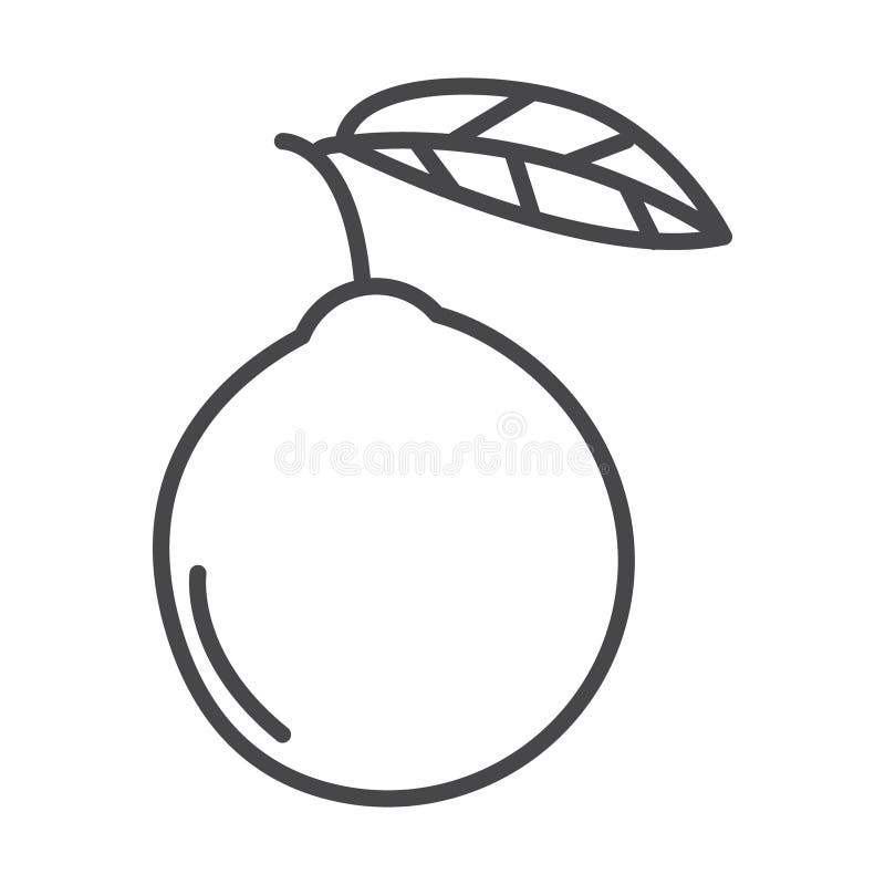 Guava Line Art Stock Illustrations – 545 Guava Line Art Stock ...