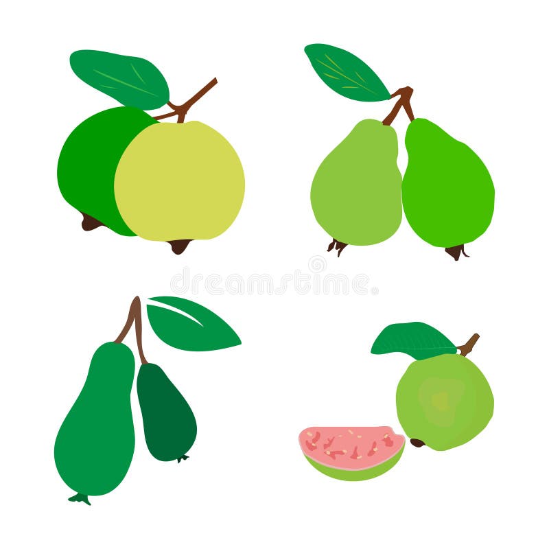 Guava icon vektor stock vector. Illustration of fresh - 268926437
