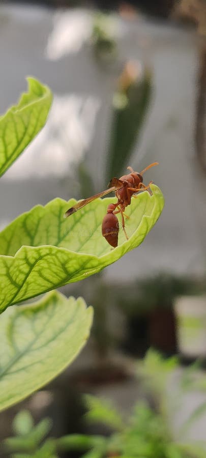 Guava insects farm stock photo. Image of microshot, honeybee - 185617178