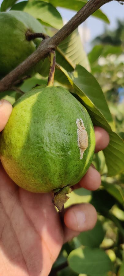 Guava insects farm stock image. Image of insects, pest - 207689469