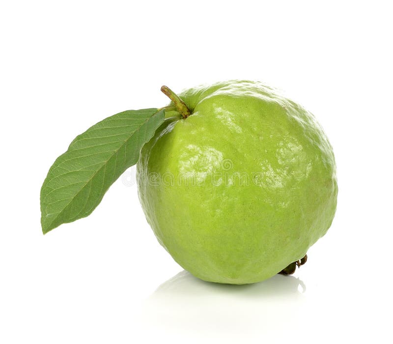 Guava Leaf Isolated on White Background Stock Image - Image of macro ...