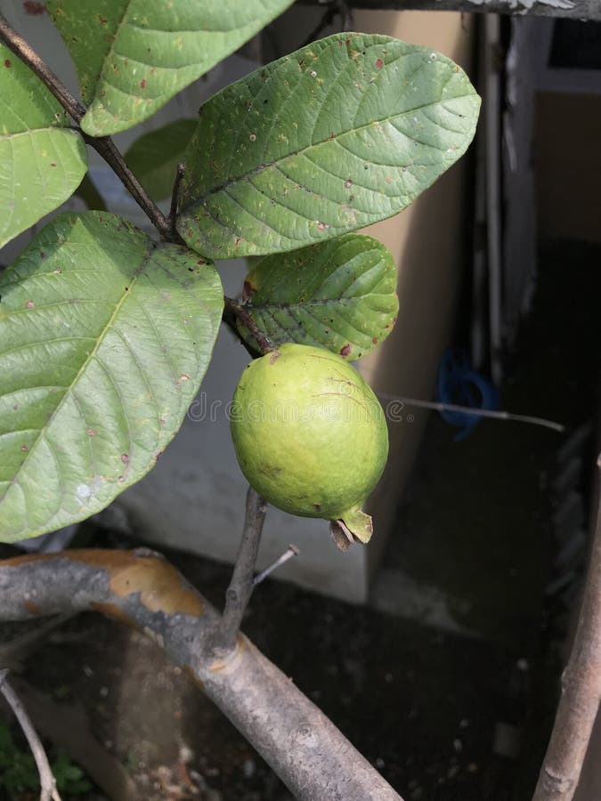 Guava or Jambu Biji on the Tree Stock Photo - Image of jambu, flower ...