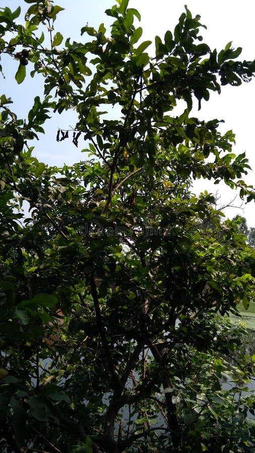 Guava ka tree stock photo. Image of river, tree, guava - 173907664