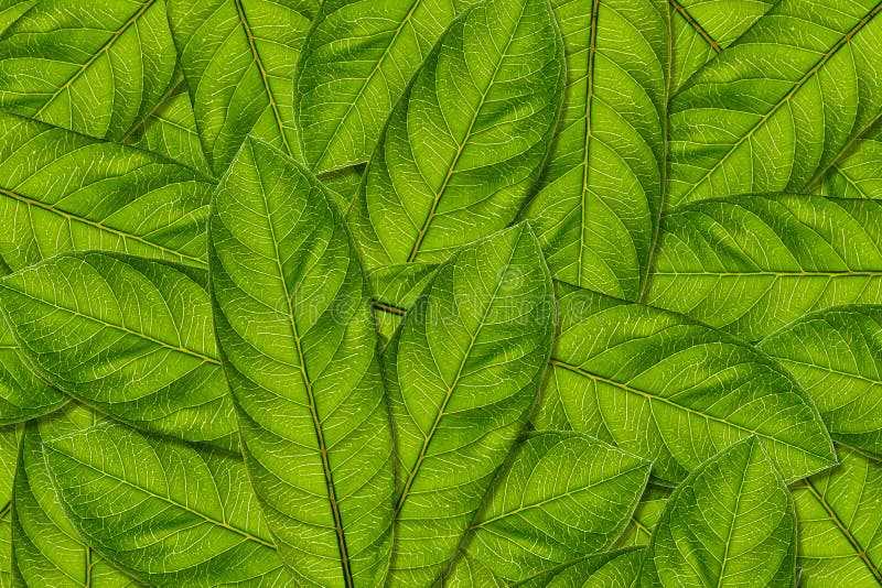 Guava leaf stock photo. Image of guava, pattern, guayabo - 23545452