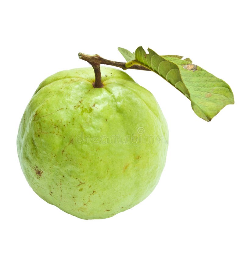 Guava with leaf stock photo. Image of beautiful, leaf - 17482616