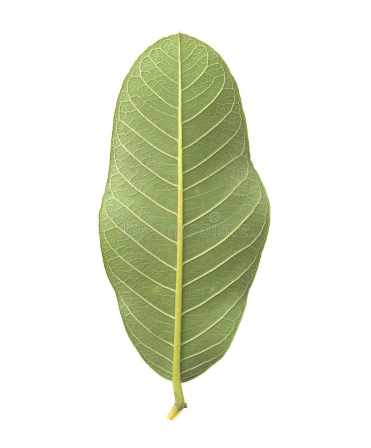 Guava Leaf Stock Images - Download 3,342 Royalty Free Photos