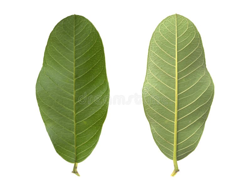 Guava leaf stock image. Image of background, guava, back - 73355037