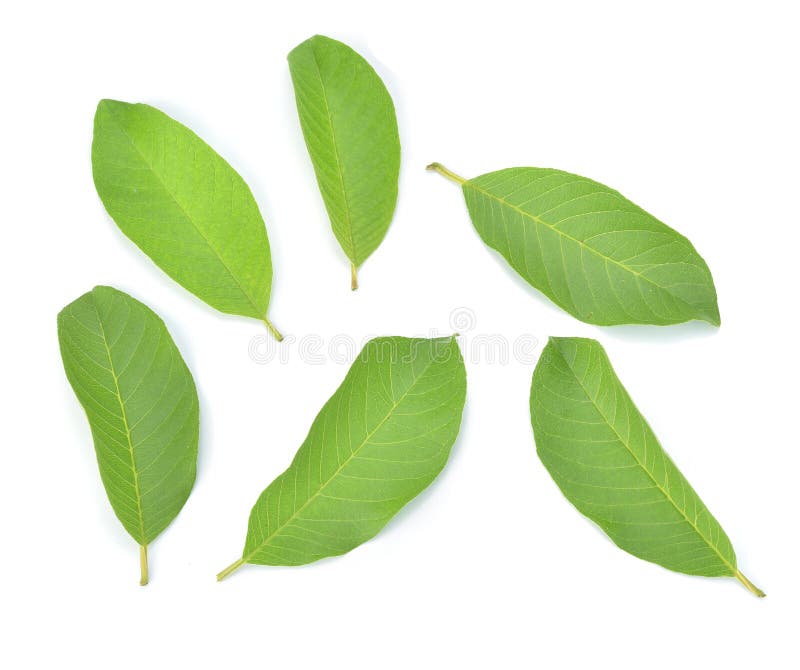 612 Single Guava White Background Photos - Free & Royalty-Free Stock ...