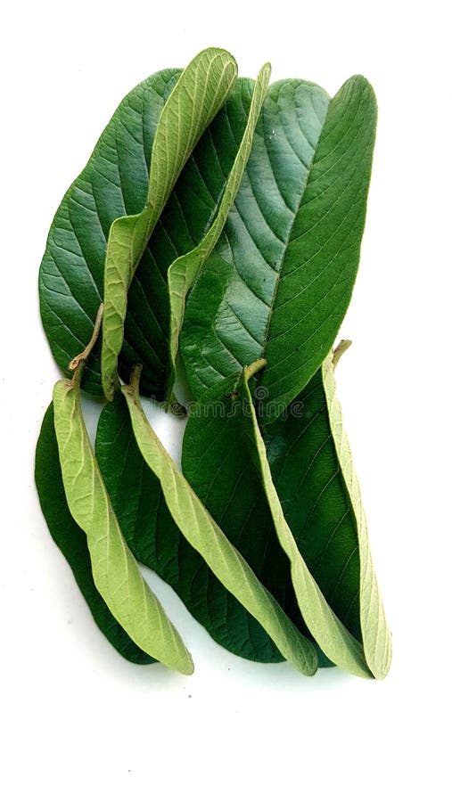 Guava Leaf on a White Background Stock Image - Image of leaf, guava ...