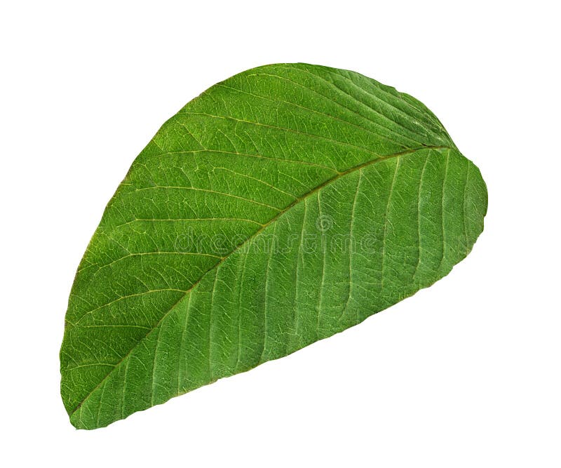 Guava Leaf Detail and Texture Isolated on White Background. Stock Image ...