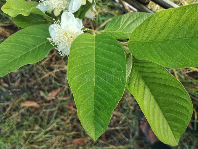 Guava Leaf Texture in the Garden Stock Photo - Image of garden, leaf ...