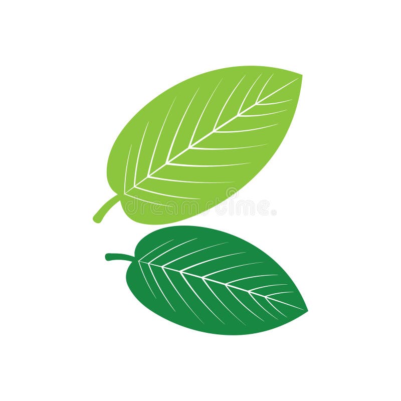 Guava leaf vector image stock vector. Illustration of herbal - 376262320